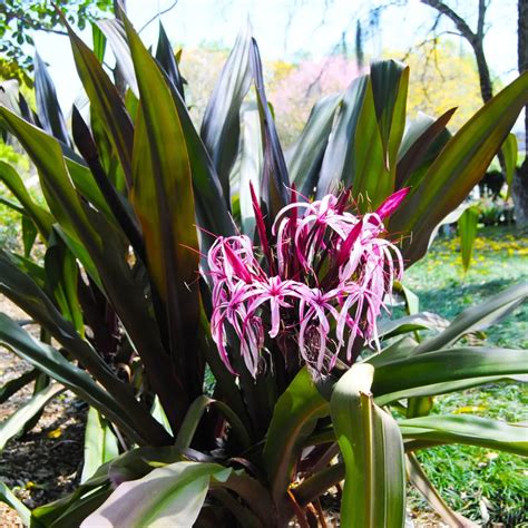 Giant Crinum Lily Crinum Asiaticum Plant Lalit Enterprise
