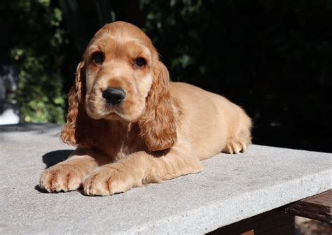 Comprar Un Cocker De Pura Raza Con Garantías Corralet