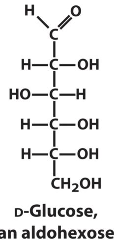 Chapter 7 Biochemistry Flashcards Quizlet
