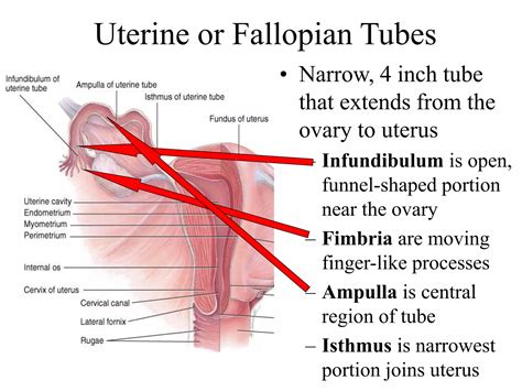 Sexual Reproductive System Ppt