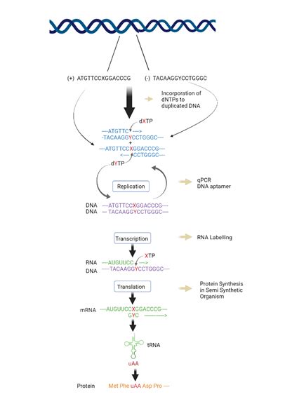 Unnatural Nucleotides Exploring The Information Storage System Of Dna