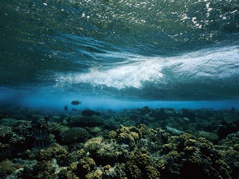 Underwater Ocean Wallpapers Top Free Underwater Ocean Backgrounds