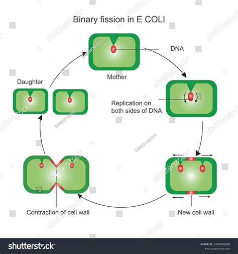 Reproduction Bacteria Vegetative Reproduction Binary Fission Stock