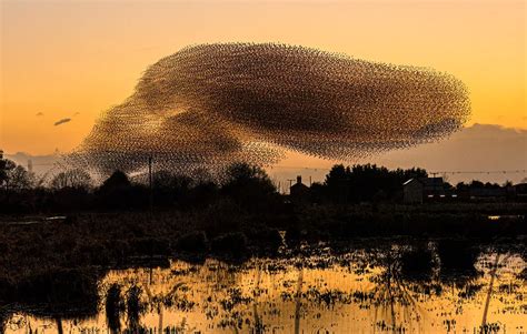 Starling Murmuration
