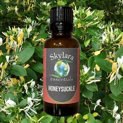 Pure Organic Honeysuckle Essential Oil Free Shipping Ebay