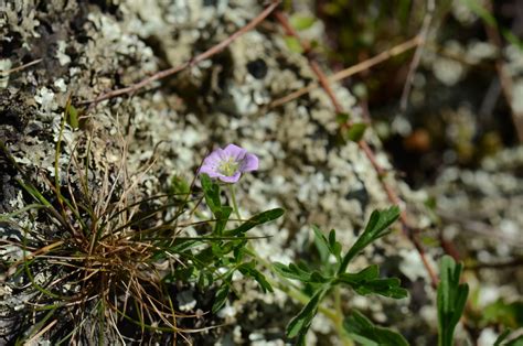 Splitting Hairs And Pulling Teeth O2 Landscapes