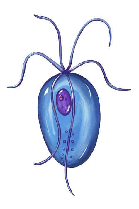 Trichomonas Structure Stock Illustrations 49 Trichomonas Structure