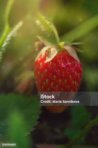 Stroberi Indah Matang Yang Berair Tumbuh Di Kebun Closeup Foto Stok Unduh Gambar Sekarang Istock