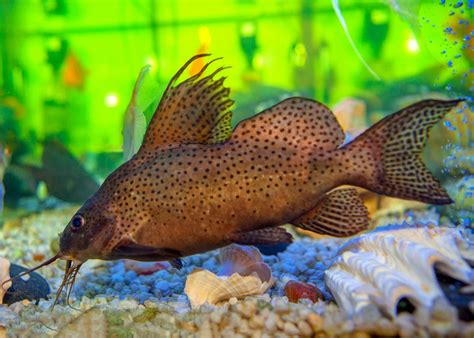 Aquarium Spotted Catfish