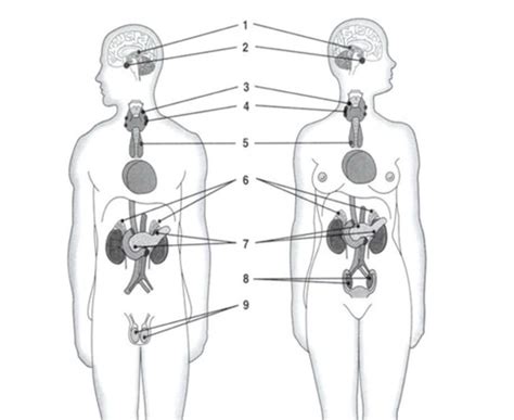 Endocrine Hormones Flashcards Quizlet