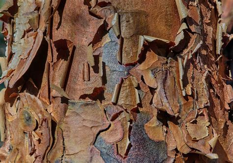 Look Closely At Bark For Subtle Beauty The Morton Arboretum