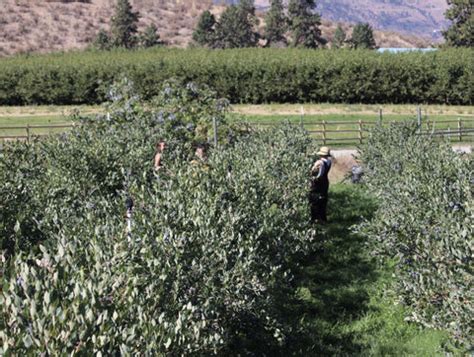 How To Prune Northern Highbush Blueberries For Bigger Yields Chelan Ranch