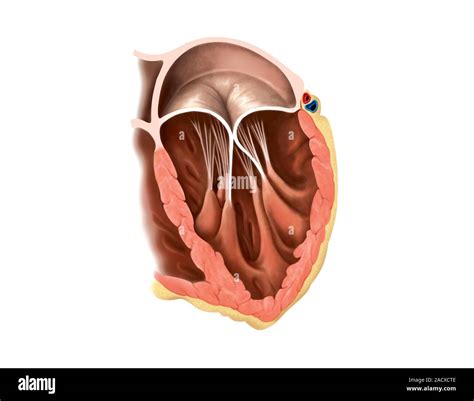 Illustration Of The Left Atrioventricular Valve This View Illustration Is From Asklepios Atlas