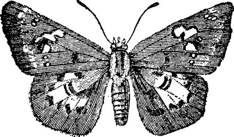 Skipper Vintage Illustration 13787275 Vector Art At Vecteezy