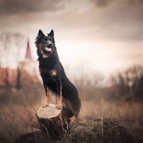 Как Сделать Красивое Фото Собаки —