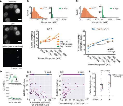 Cell To Cell Variability In Myc Dynamics Drives Transcriptional Heterogeneity In Cancer Cells