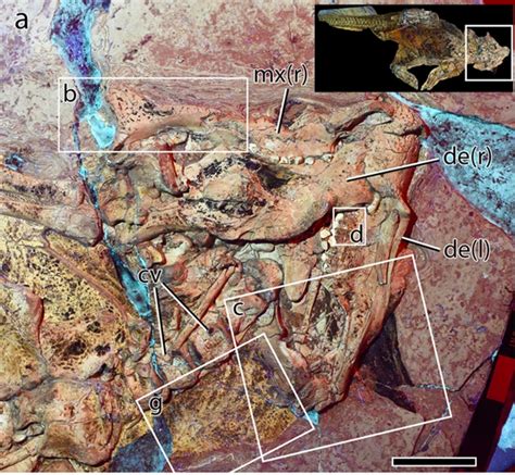 Online Museum Of Natural History Psittacosaurus