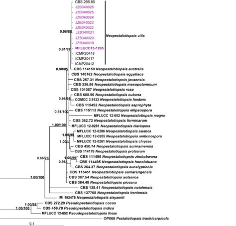 Phylogram Generated From Bayesian Analysis With Corresponding Posterior Download Scientific