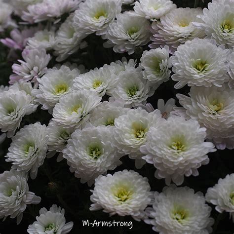 White Mums Serendipity Seeking Intelligent Life On Earth