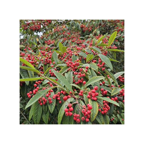 Cotoneaster Frigidus Cornubia
