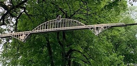Squirrel Bridge Tours Squirrel Fest 2025 Longview Civic Circle Park Broadway Street