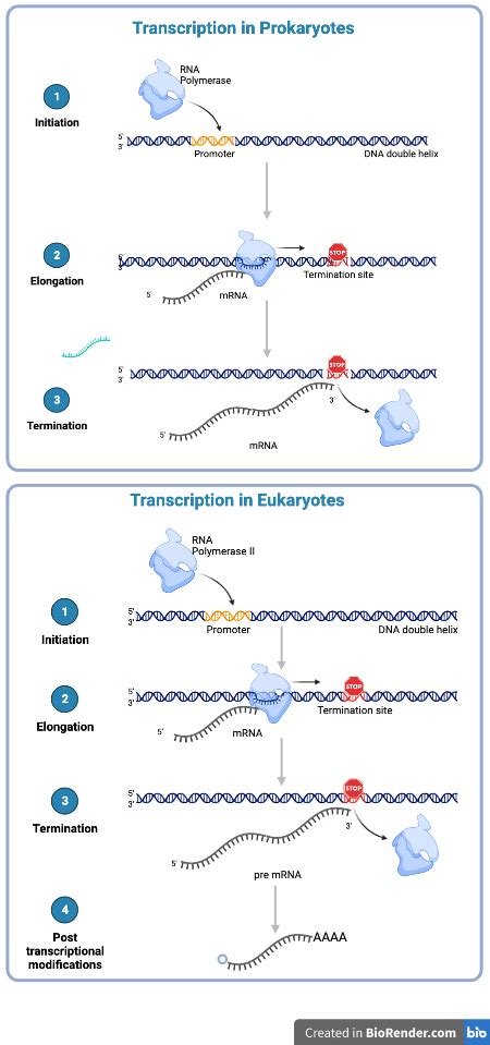 Comparing And Contrasting Transcription In Eukaryotes And Prokaryotes