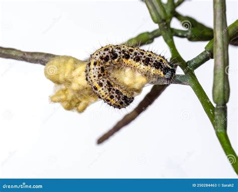 Cocoons Of A Wasp With A Parasitized And Paralyzed Caterpillar Stock