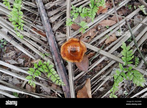 Overhead View Of A Large Funnel Shape Orange Color Mushroom With A