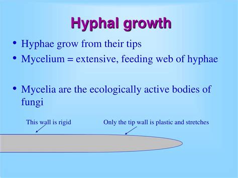 Ppt Kingdom Fungi Powerpoint Presentation Free Download Id344974