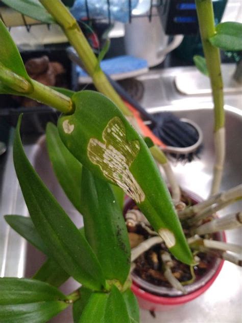 8 Most Common Orchid Pests And How To Get Rid Of Them