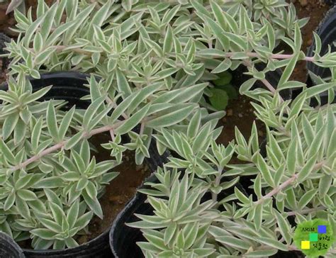 Sedum Lineare Variegatum Cactus Sedum Greenery Garden Nature Names Succulents Plants Gardens