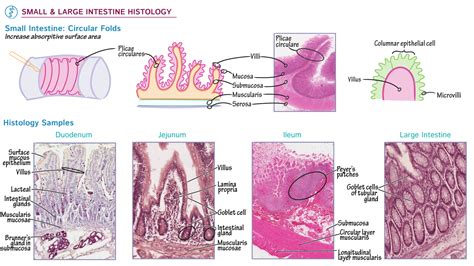 Small Intestine Labeled Histology