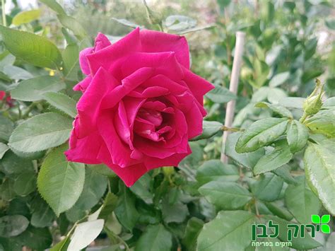 ורד ירוק לבן