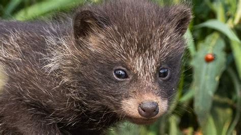 Jenot Fascynujący świat I Niezwykłe Zdolności Adaptacyjne