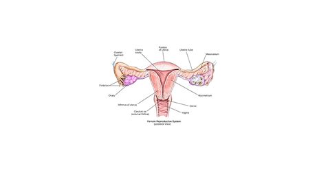 Female Reproductive System Front View