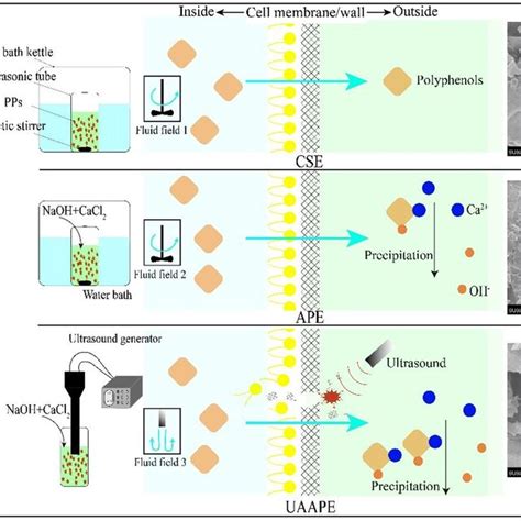 Illustrated Mechanisms Of Various Methods CSE APE And UAAPE CSE Download Scientific
