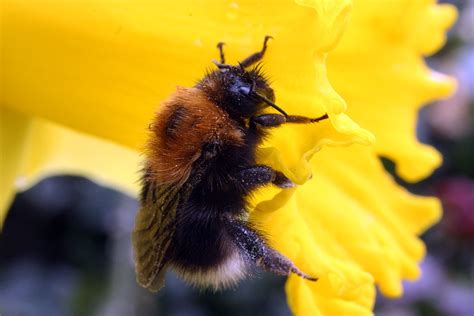 Tree Bumblebee Coming To A Garden Near You And Maybe A Garden Near You Botanics Stories