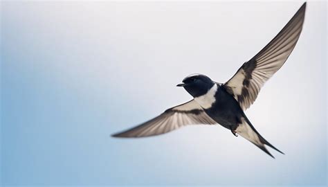 Top 15 Types Of Martin Birds With Pictures Fly Aviary