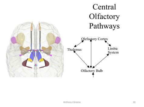 Ppt Olfactory Pathway Powerpoint Presentation Free Download Id3107907
