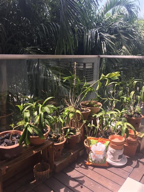 Orchids Pots Soil Furniture And Home Living Gardening Plants And Seeds