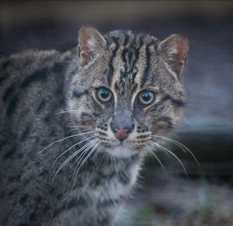 Buy Fishing Cat Conservation Conversation Tickets Online The Big Cat