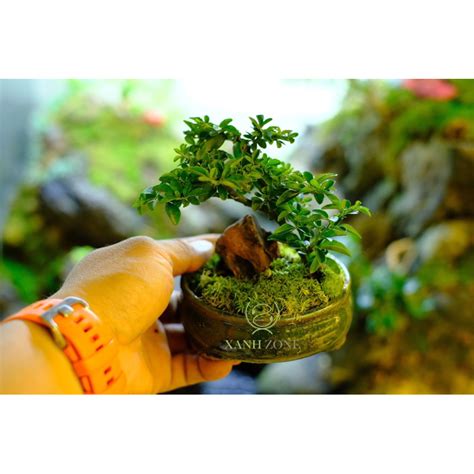 Bonsai Mini Bon Sai Mini Chậu Bonsai Mini Shopee Việt Nam