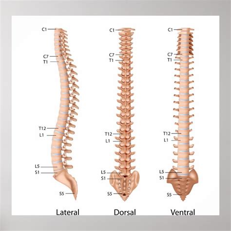 Human Spine Anatomy Labeled Print Poster Zazzle