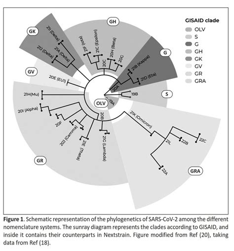 Schematic Representation Of The Phylogenetics Of Sars Cov 2 Among The
