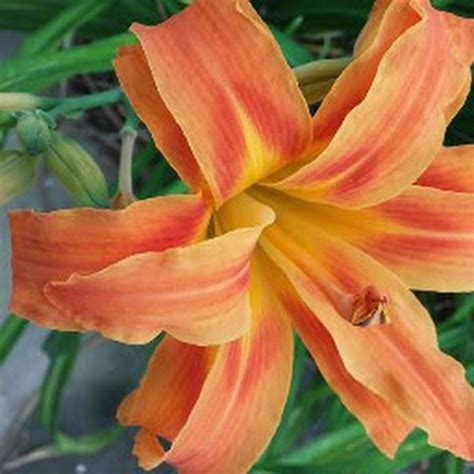 Trenda Scott Youtube