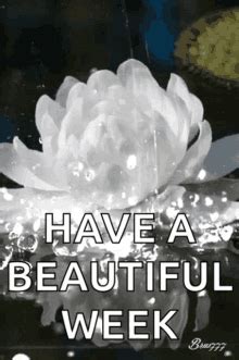 Have A Wonderful Week S Tenor
