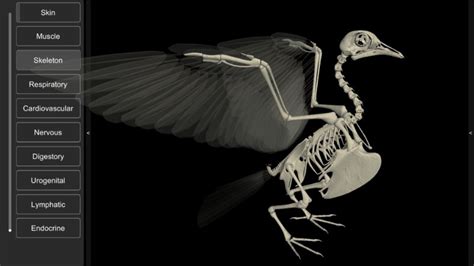 Bird Anatomy Skeleton