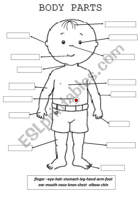 Body Parts Color Cut And Paste Esl Worksheet By Vrroomkaren