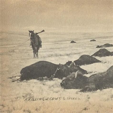 Haunting Photos Of The Bison Extermination In 19th Century America