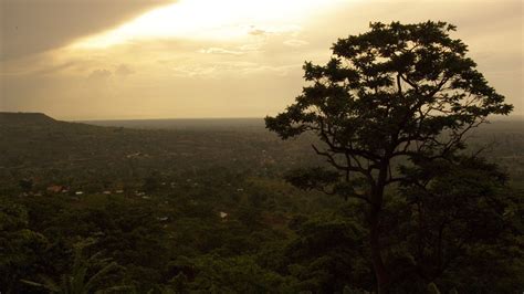 Mount Otzi Forest Reserve Uganda Wild Safari Guide
